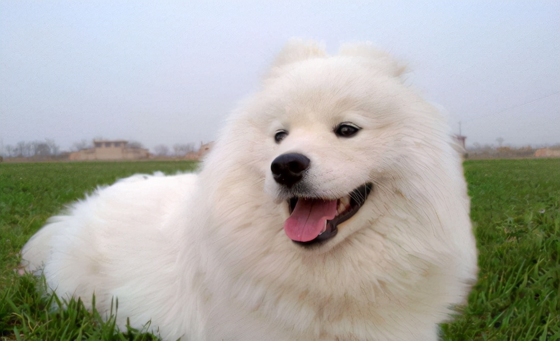 Will the smiling angel Samoyed get angry?What kind of performance ...
