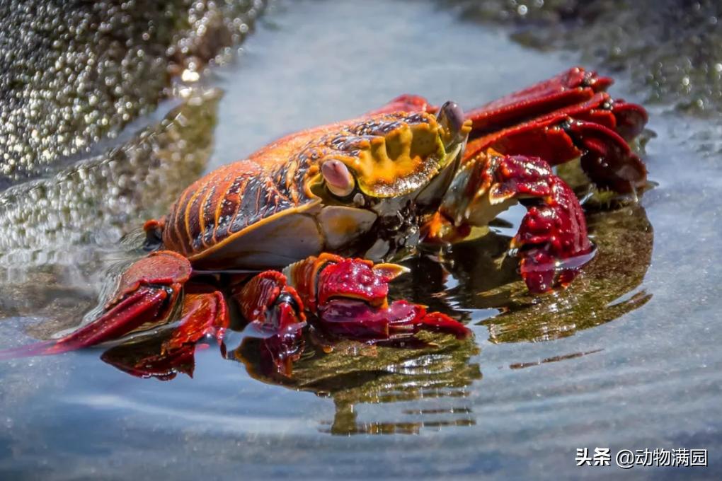 Species Encyclopedia: Redstone Crab - iNEWS