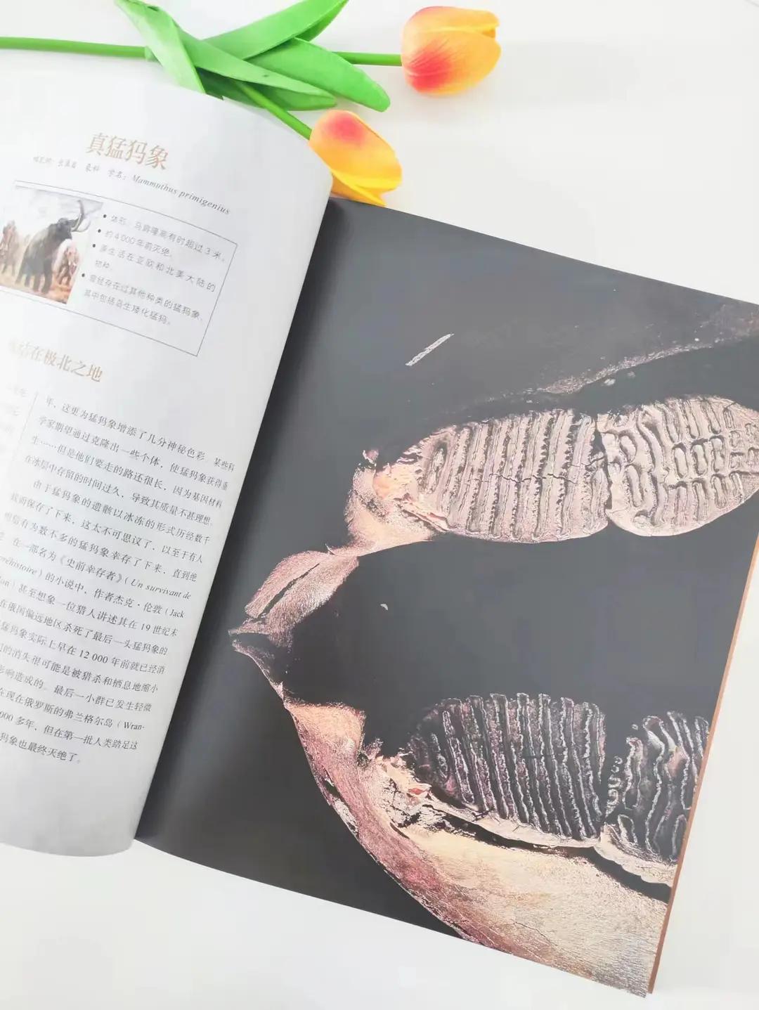 "Illustrated Book of Disappearing Animals" They are beautiful, but I am ...