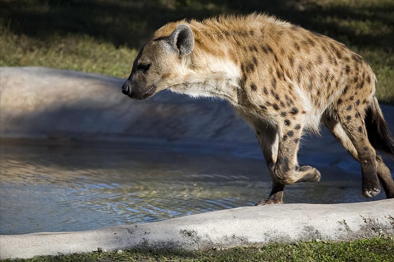 Spotted hyenas and North American gray wolves singled out, who has a ...