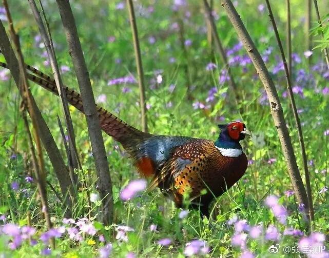 An Interesting Story of Sima Yan, Emperor of Jin Dynasty - iNEWS