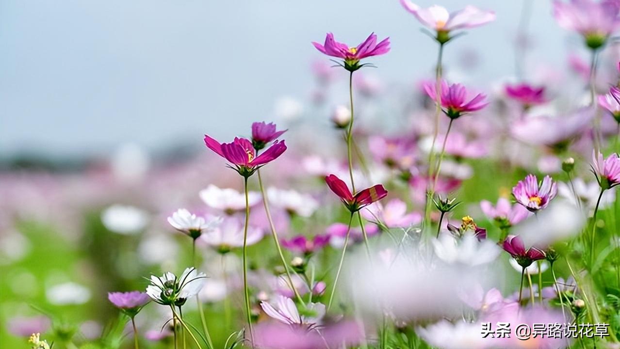 Gesang flower: the "flower of happiness" of Tibetan culture, what kind ...