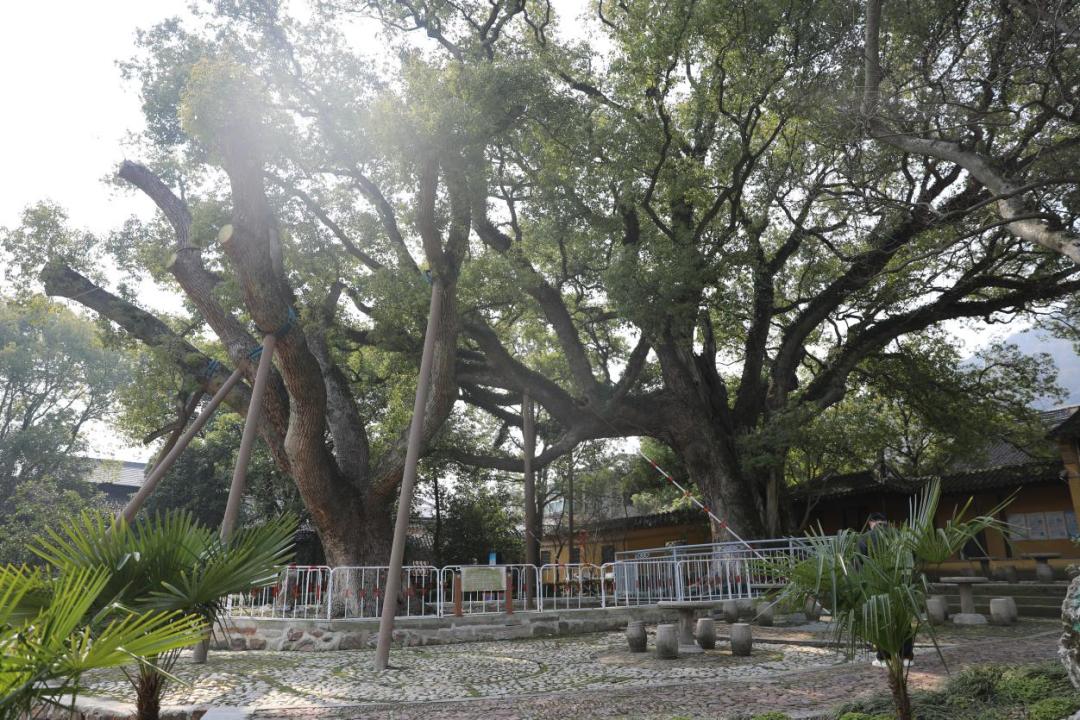 Tall and towering, covered with thick shade——Camphor tree as a public ...
