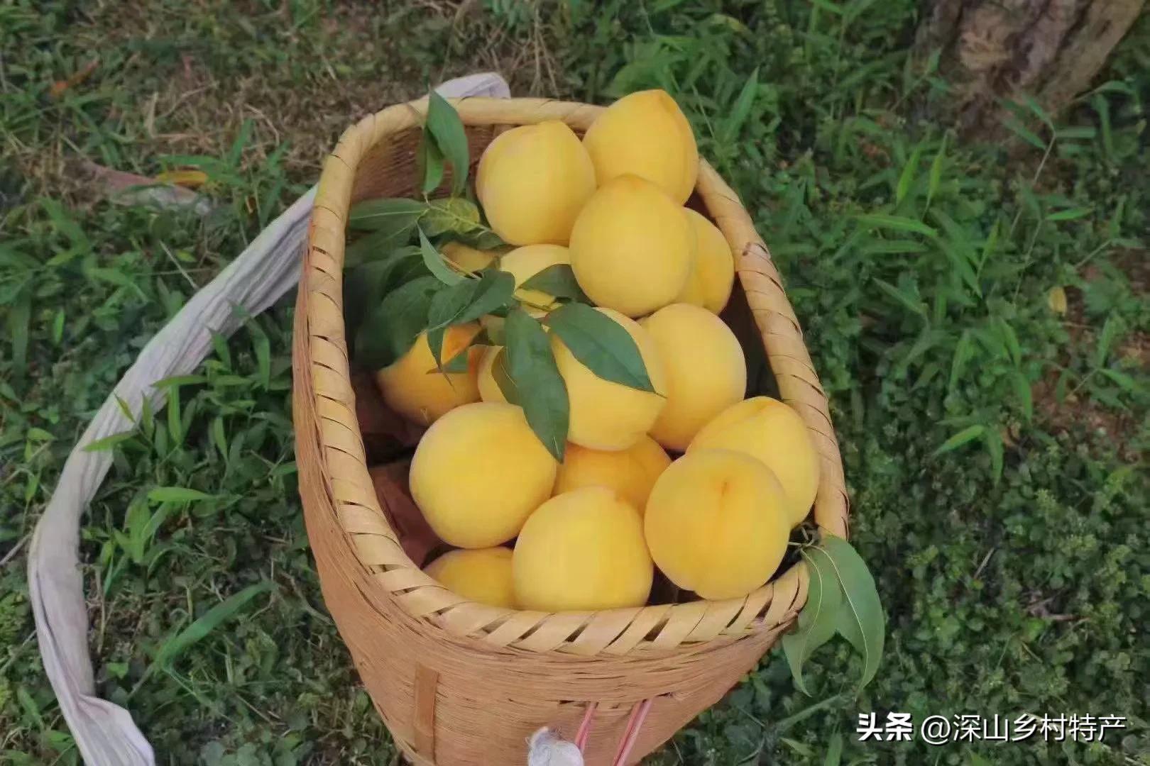 Yanling Alpine Rhubarb Peach and Nai Plum - iNEWS