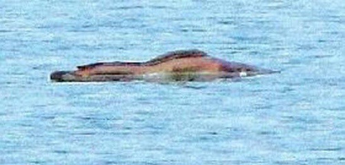 Top 10 Mysteries of the World's Water Monsters - iNEWS