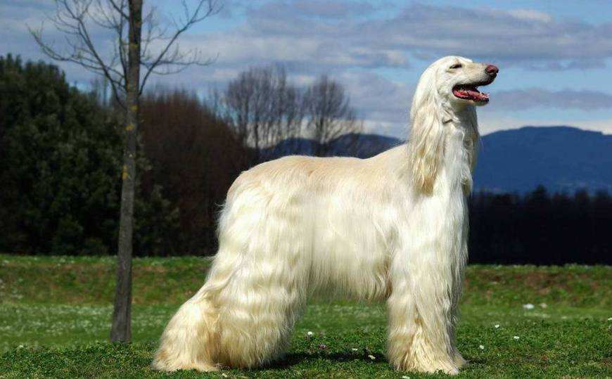 6 kinds of "beautiful" but "unpopular" dogs, the average person has ...