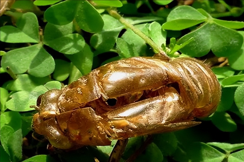 The "Cicada bark" on the tree has miraculous effects, you must not know ...