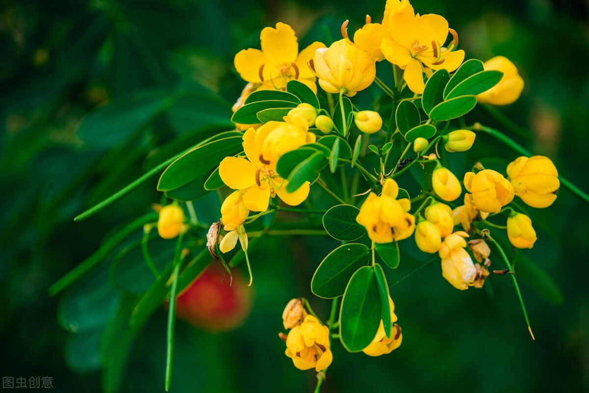 Do you know the meaning of cassia flower? - iNEWS