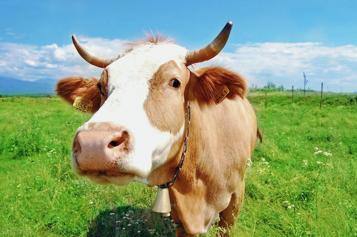 Horoscope of the Ox in the Chinese Zodiac (Learn about Ox people of ...