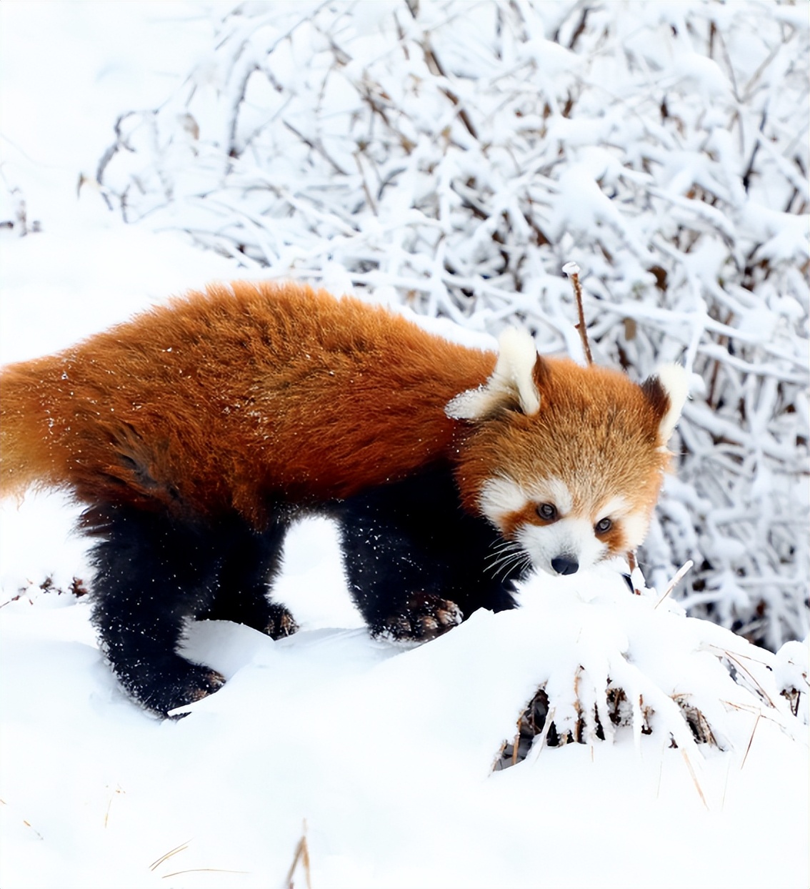 South Gate Tour of Giant Panda National Park (1) - iNEWS