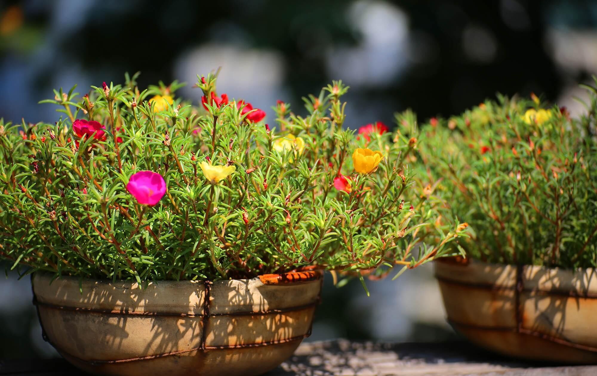 Sunflowers suitable for summer, with many colors and easy maintenance ...