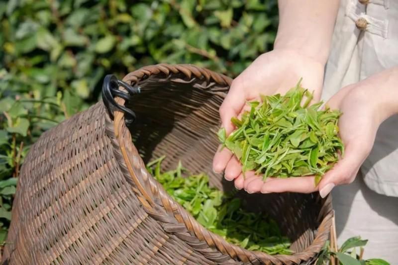 An ideal place for outing and fishing in Hangzhou - Longwu Tea Village ...