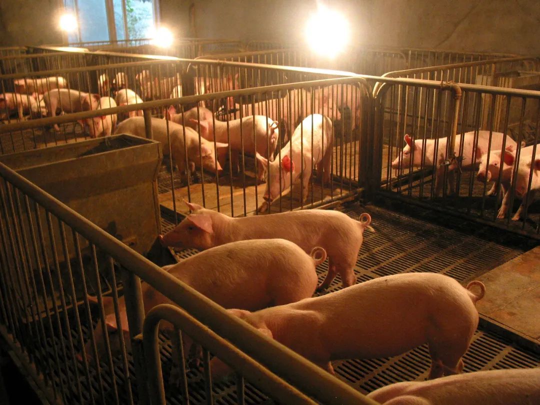 Pork is not good?What is the reason? - iNEWS