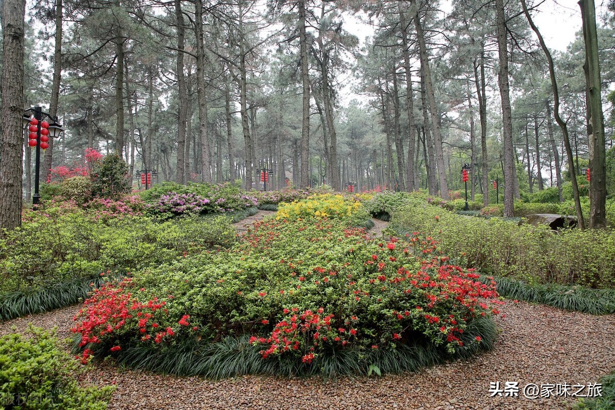 The romance that belongs to Hangzhou - Linping Park, the mountains are full of rhododendrons ...
