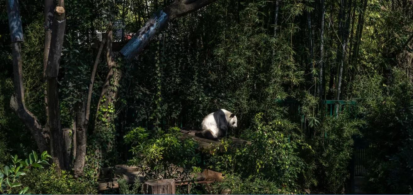 The only and last giant panda in the world that does not belong to ...