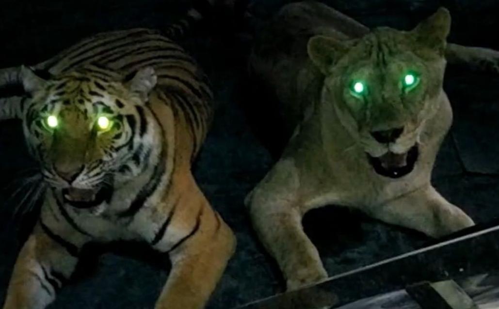 In the forest at night, the tiger's eyes shone with a mysterious light ...