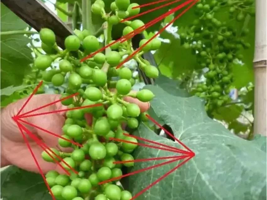 The benefits of grape thinning are many, the time is different, the ...