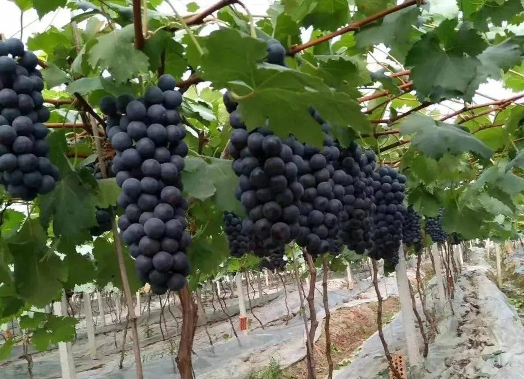 Kyoho grapes - my favorite! - iNEWS