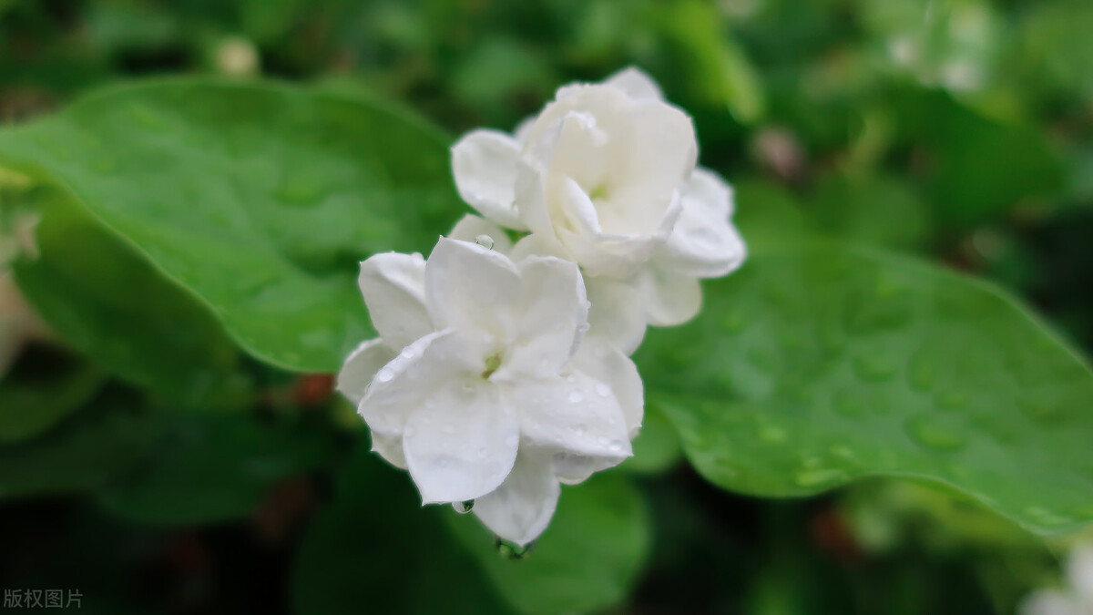 The 3 kinds of "happy light" flowers are most afraid of poor light, and ...