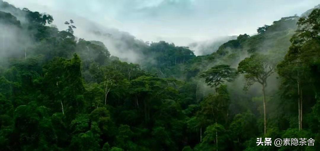 The tea characteristics of the famous "Yiwu" tea mountain, the first ...