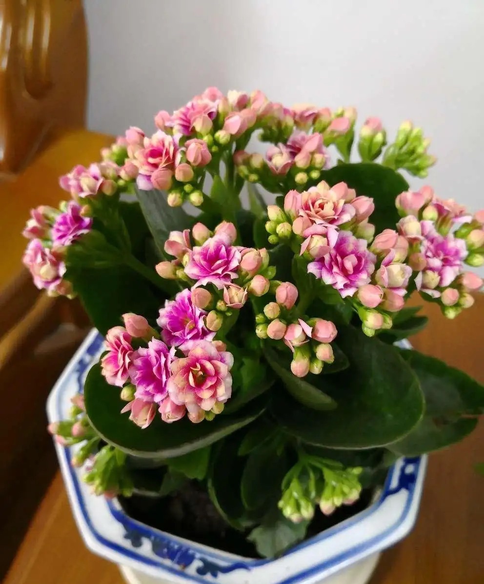 "4 kinds of flowers", can develop old piles, easy to operate, unique ...