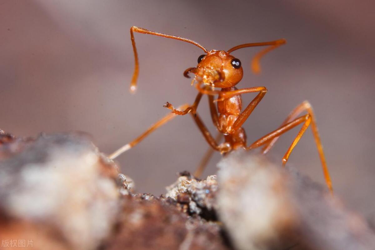 How toxic are red fire ants? Absolutely beyond your imagination, run as ...