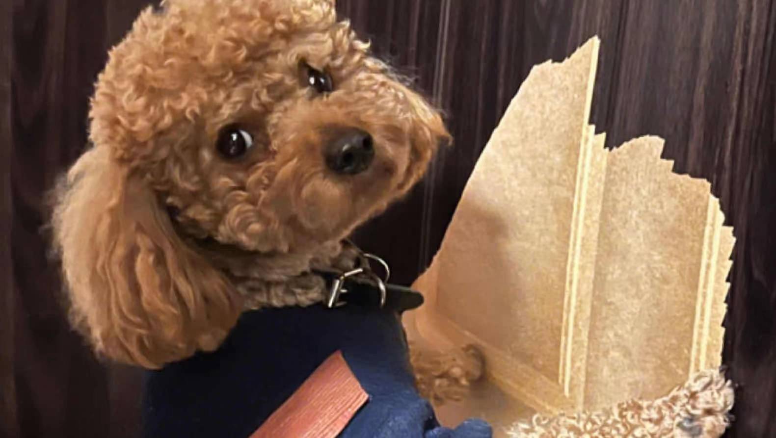 Dog apologizes in this way, can you accept it? - iNEWS