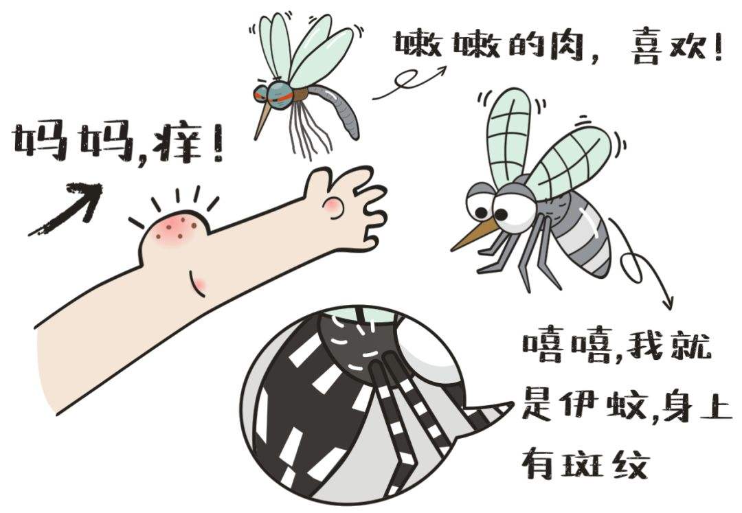 The bigger the mosquito pack, the more toxic - iNEWS