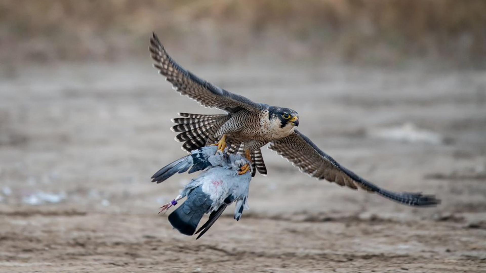 Fierce aerial hunter—Peregrine, how is the fighter in the bird made ...