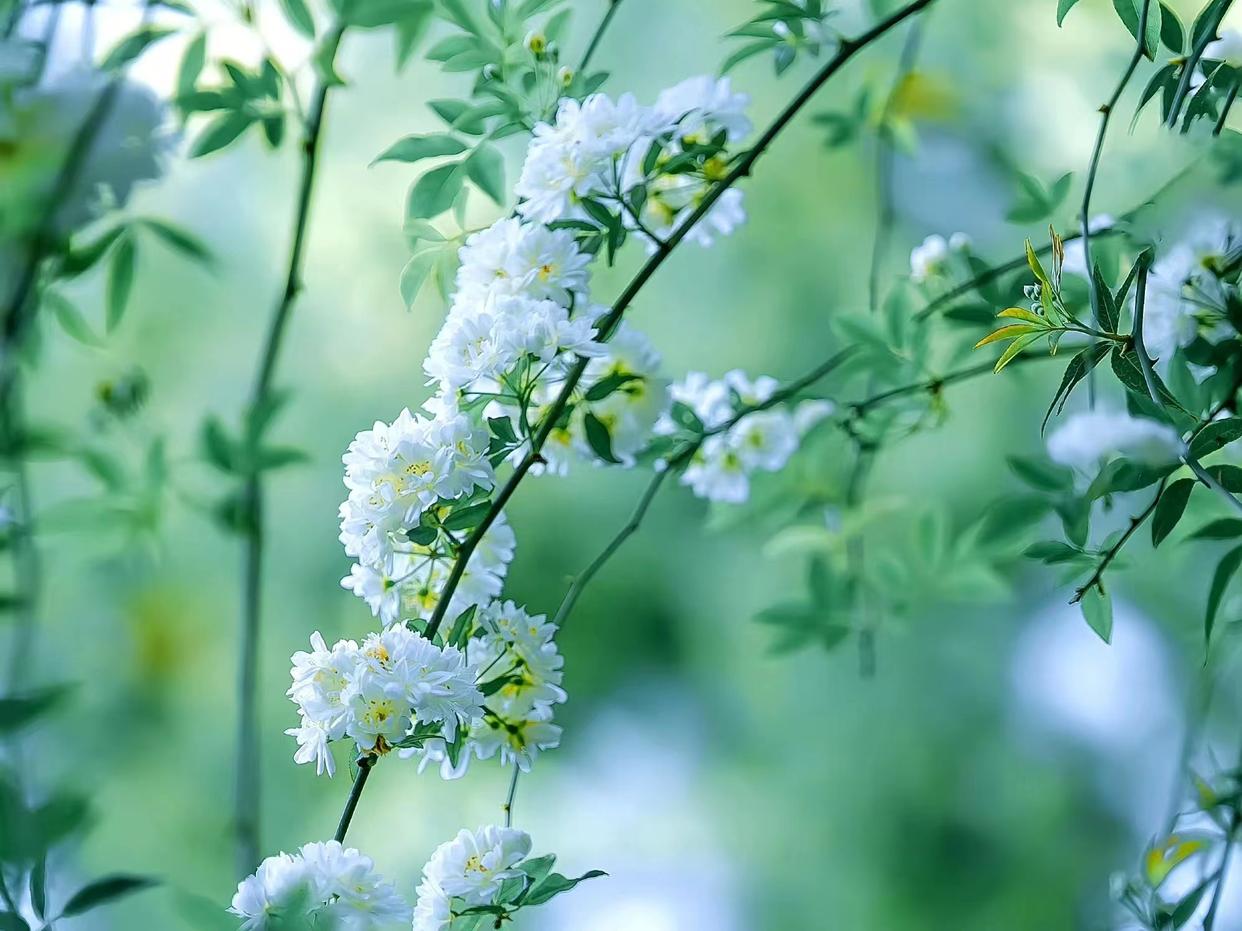 Yang Wanli's 10 most classic poems, fresh and lively, full of interest ...