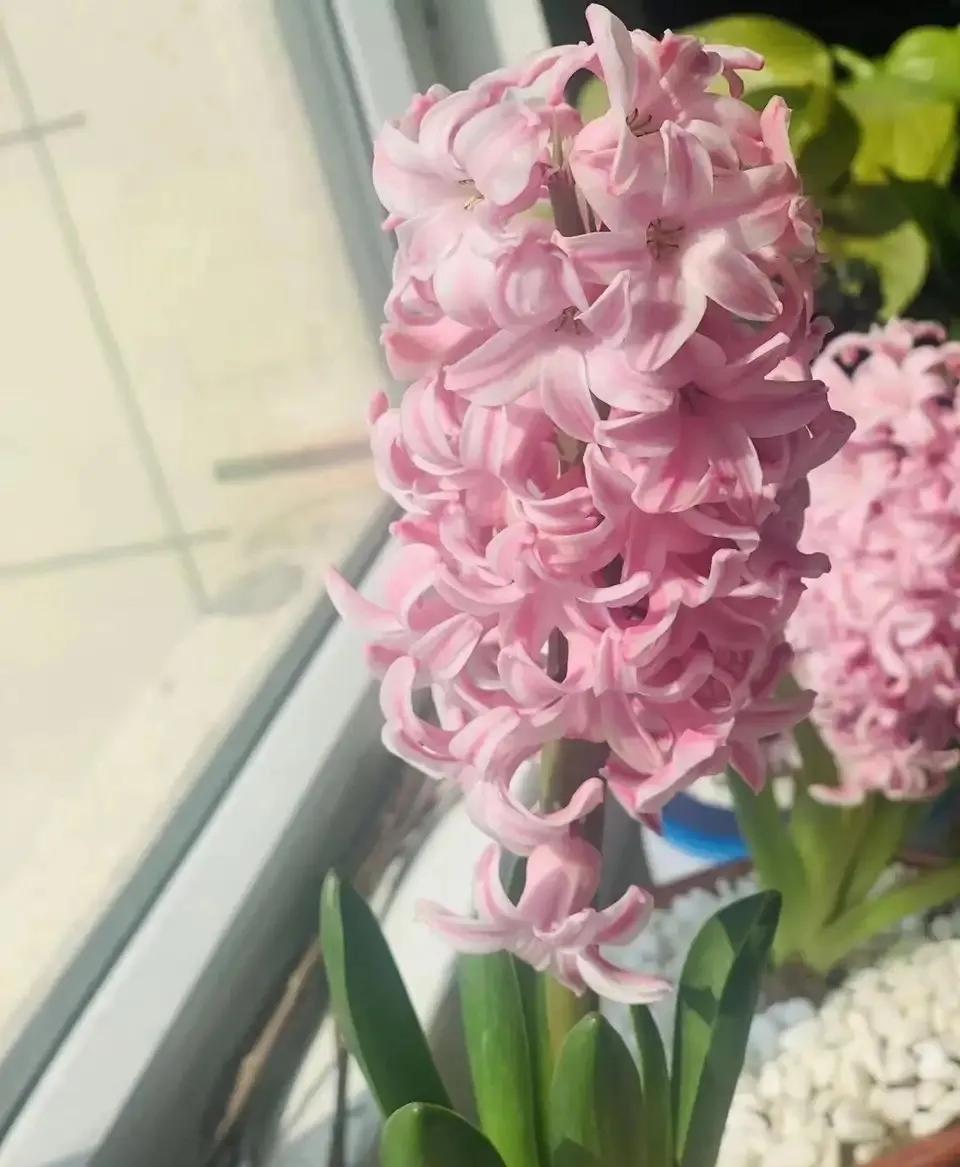 Only then did I know that these are all one-time flowers, no wonder it ...