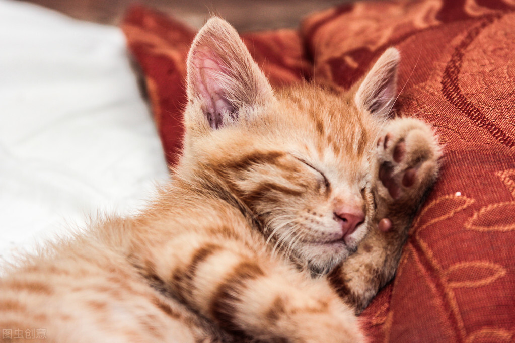 Chinese native cats, no worse than "foreign" cats, look at their family ...