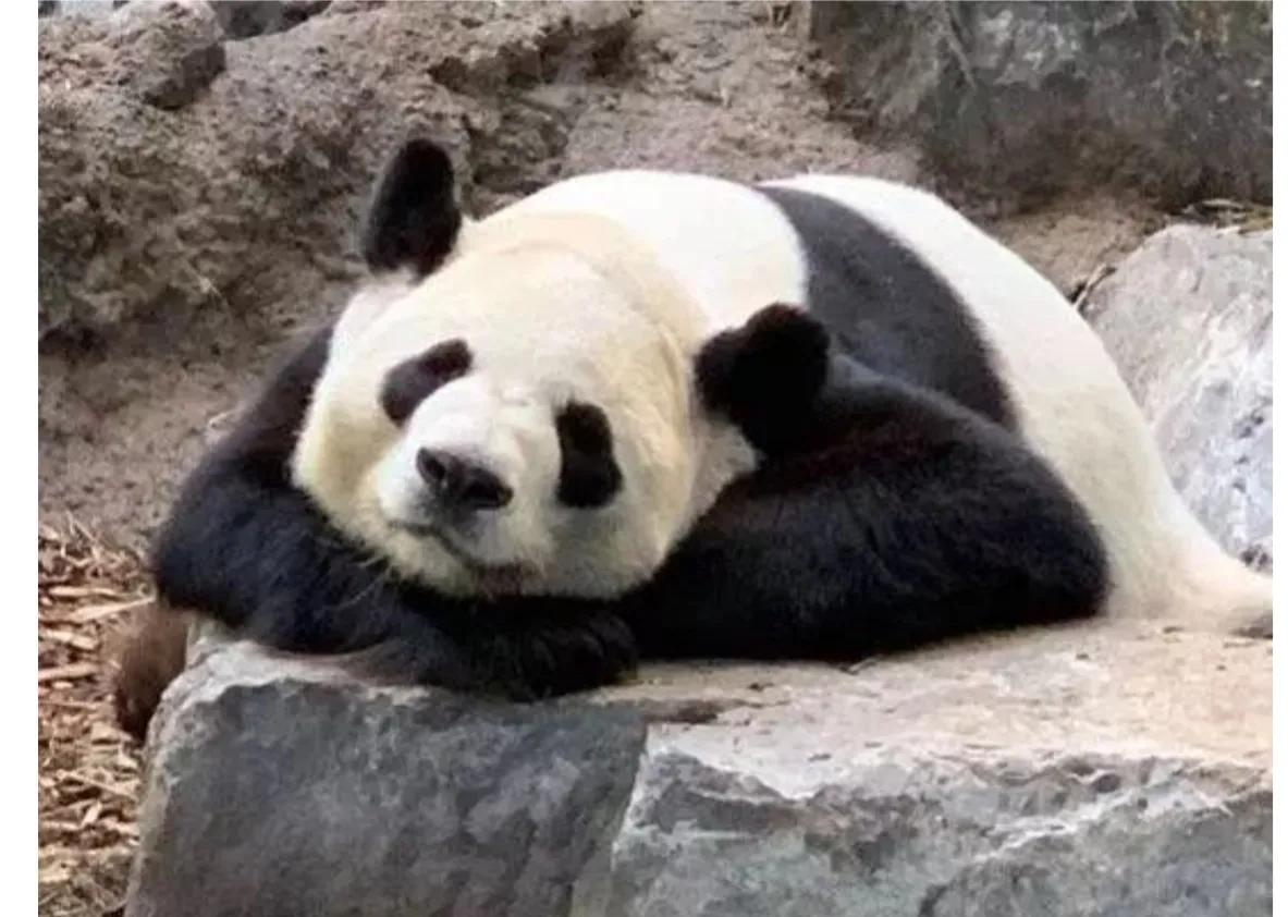 The gentlest mother Ershun in the panda world and the lovely Yu Ke and ...
