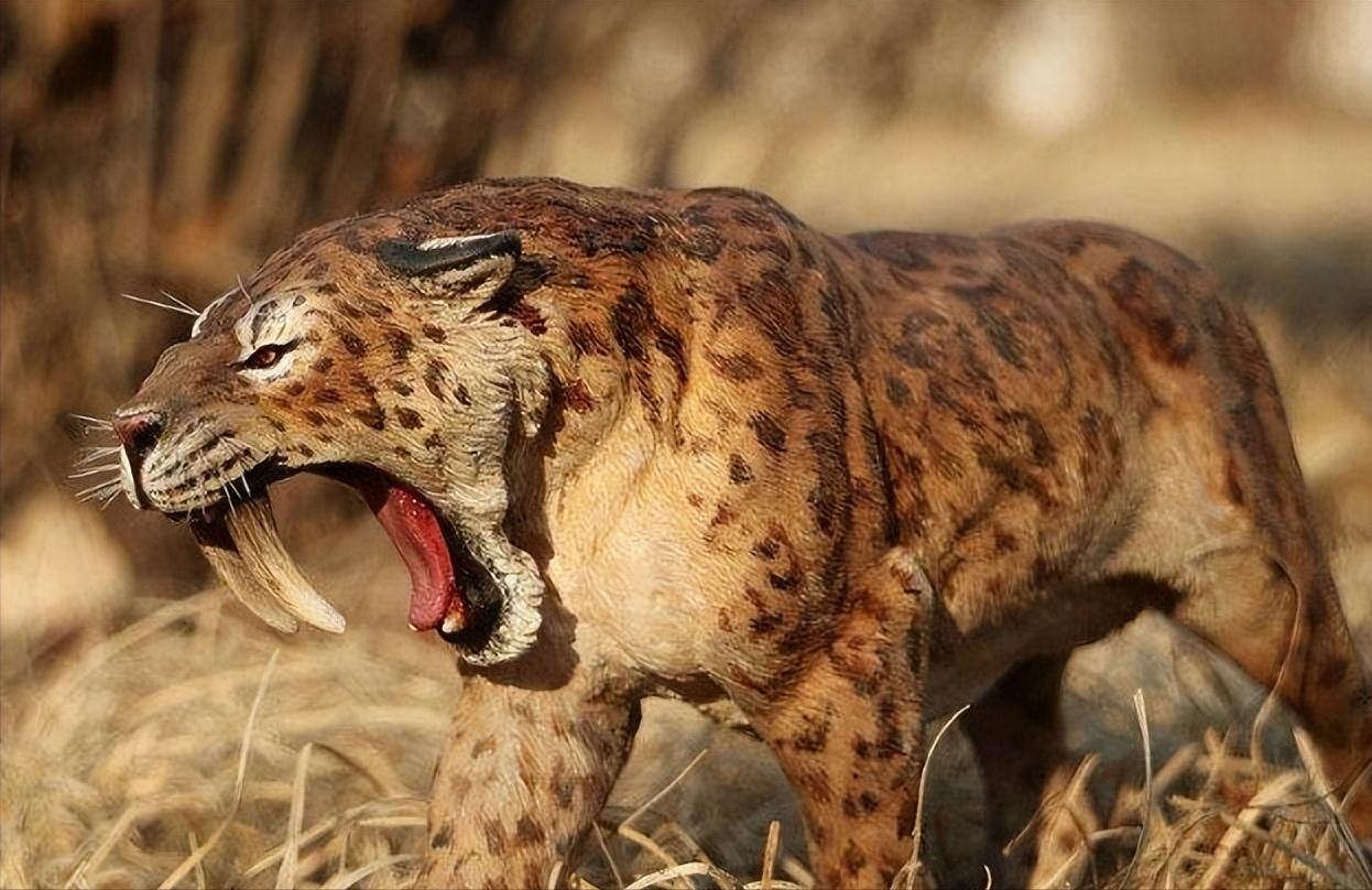 62 million years ago, the terrestrial giant bird, the overlord of the ...