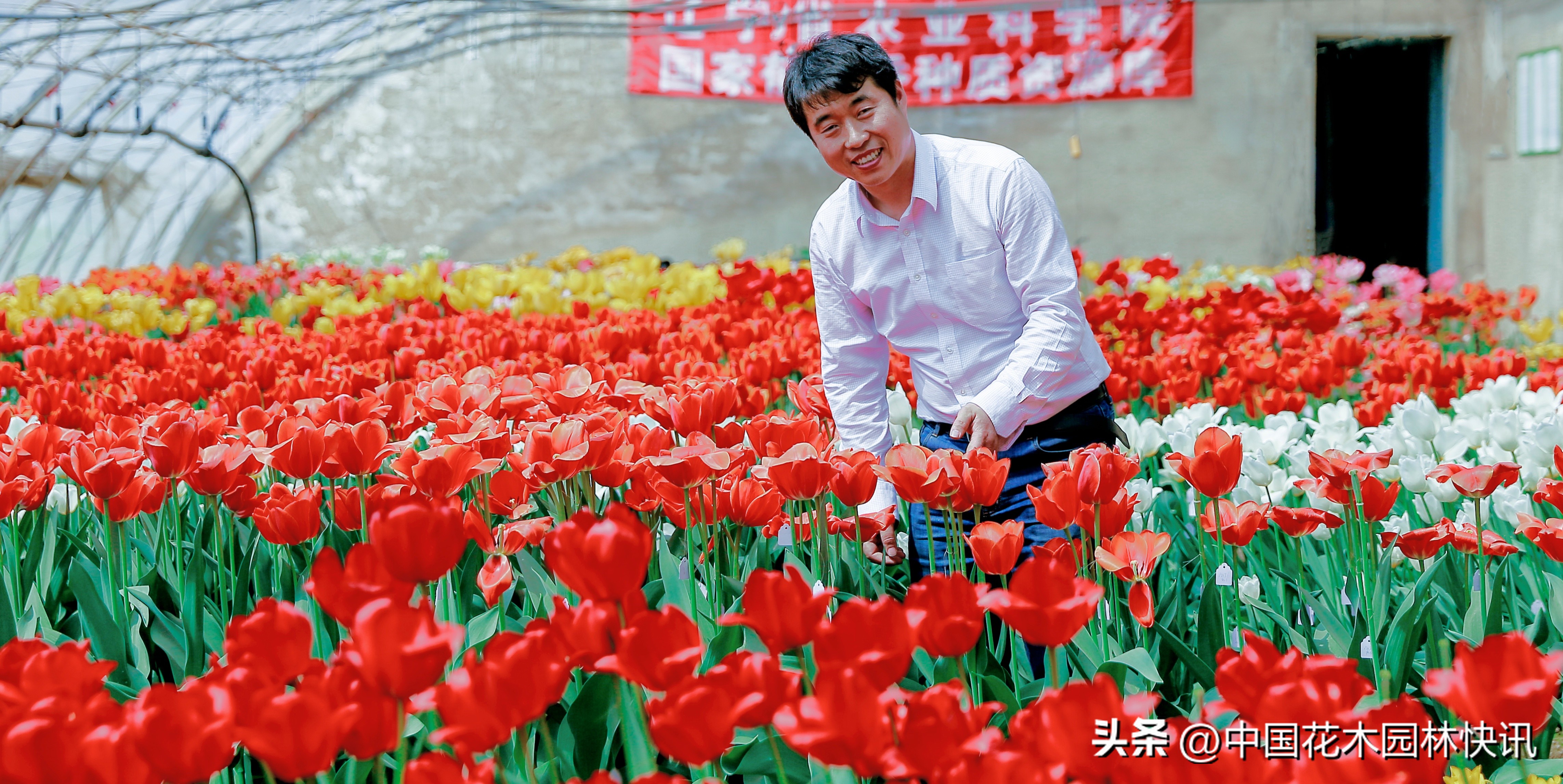 Extraordinary ten years make Chinese tulips bloom in the land of China ...
