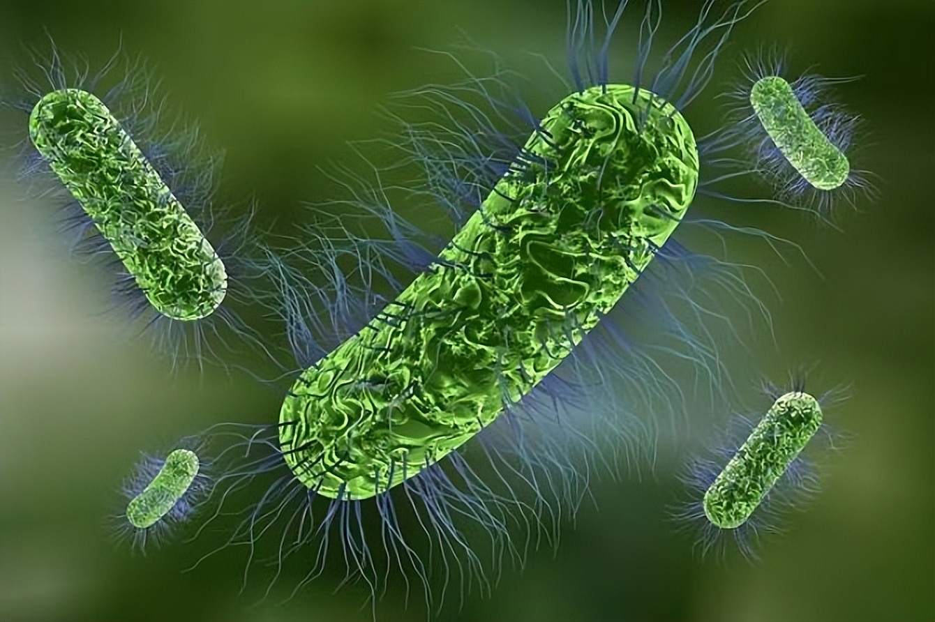 Subvert cognition! The largest bacteria ever discovered: up to 2 cm ...