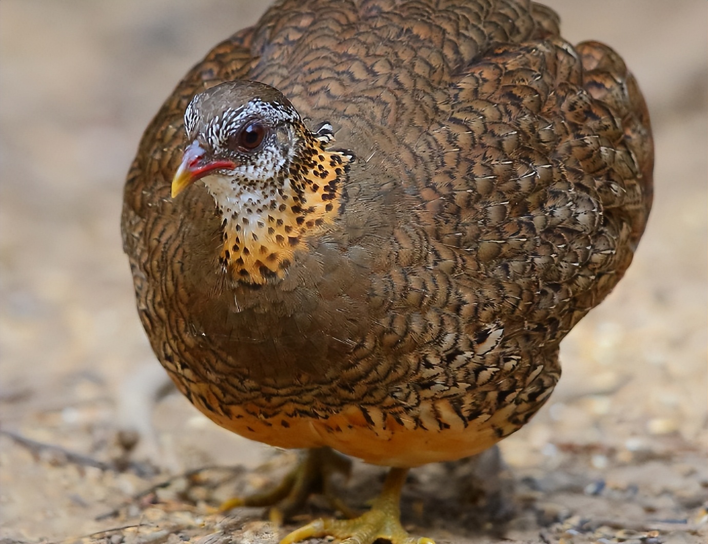 Green-footed mountain partridge: a pair of green "shoes" - iMedia