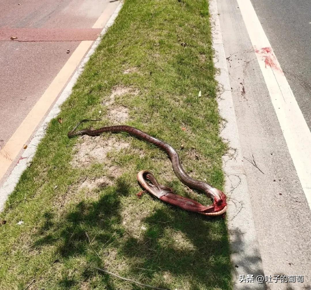 I don't know if leaving the scene after crushing the snake is ...