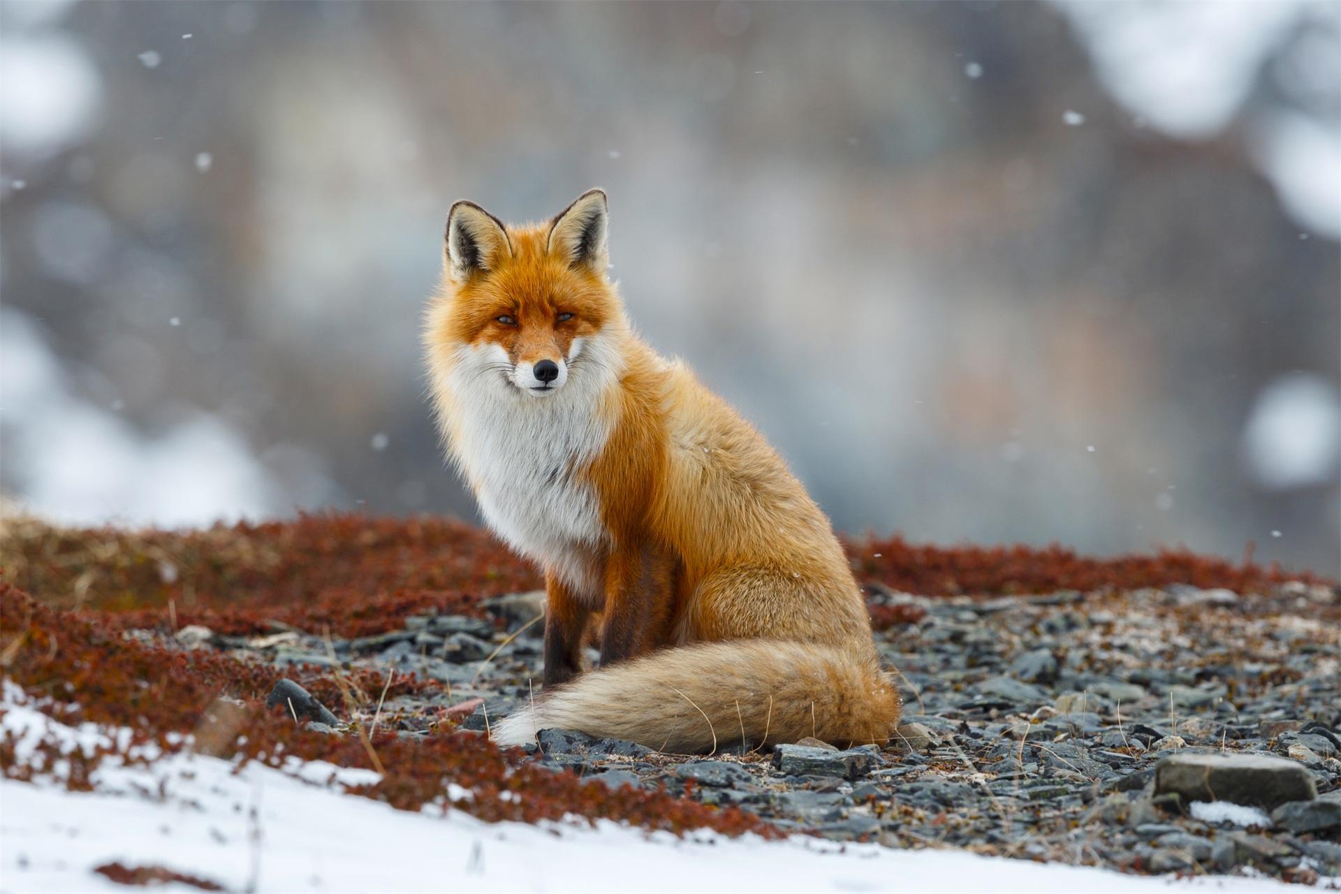 Five Tibetan foxes were photographed in the wild. What are the ...