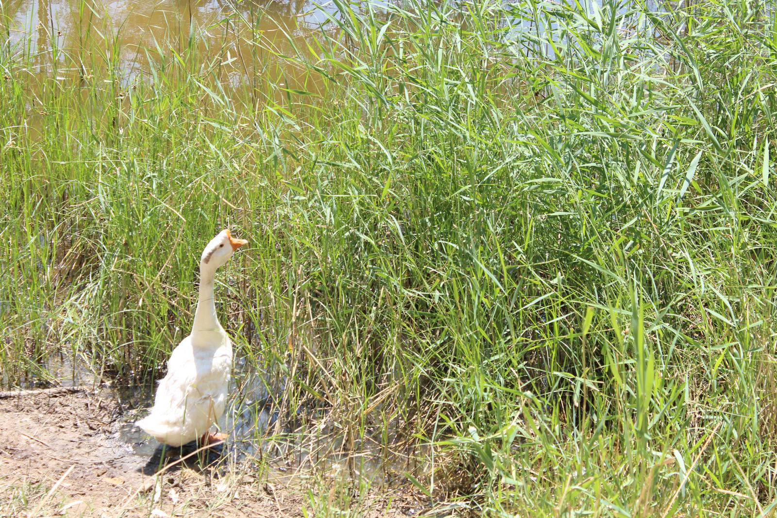 The "treasure" manor that rejected the "pie from the sky" twice - iNEWS