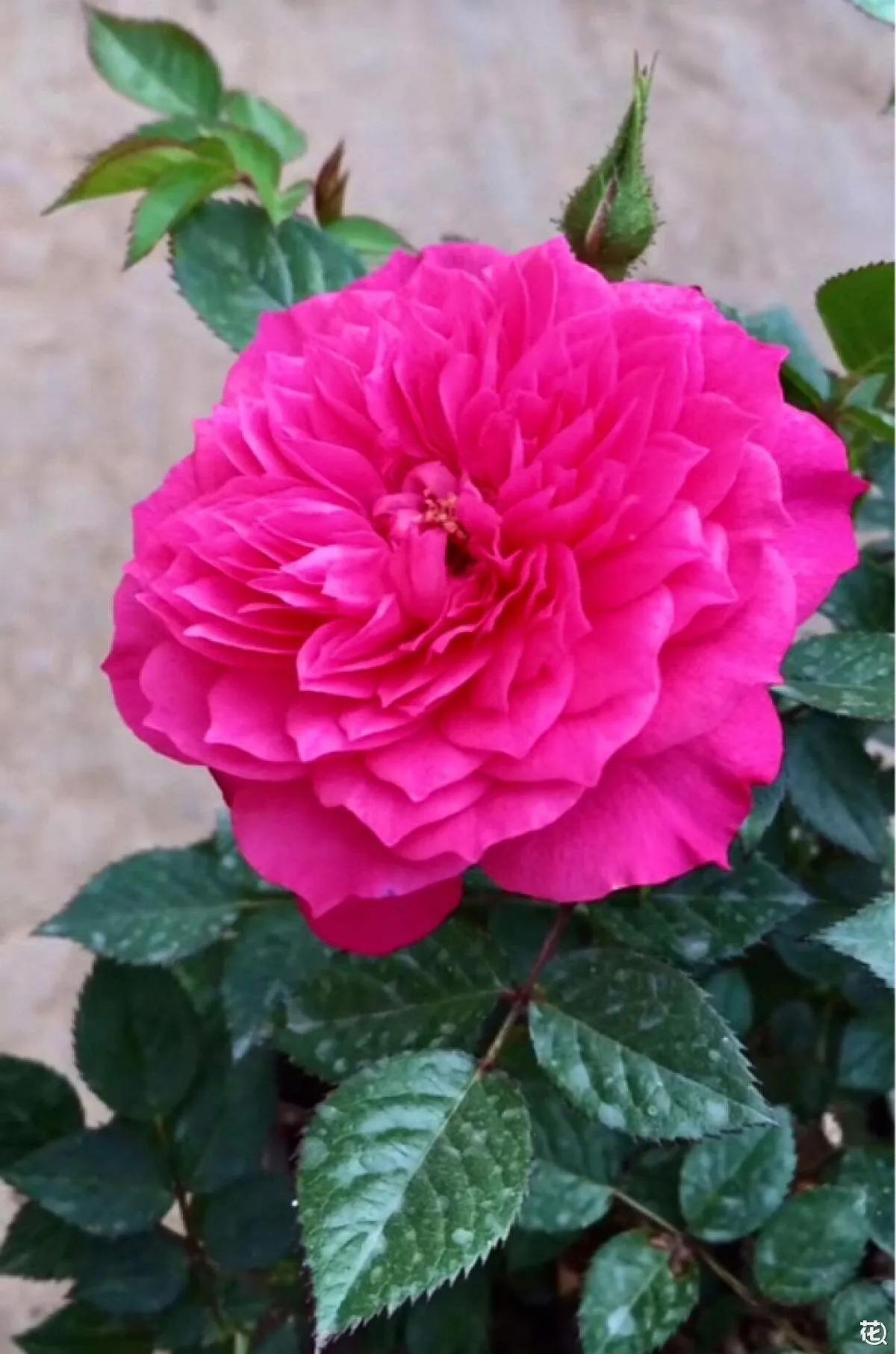 Dazzling and lovely pomegranate rose - iNEWS