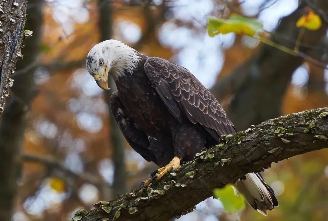 Natural Beauty: Bald Eagles - iNEWS