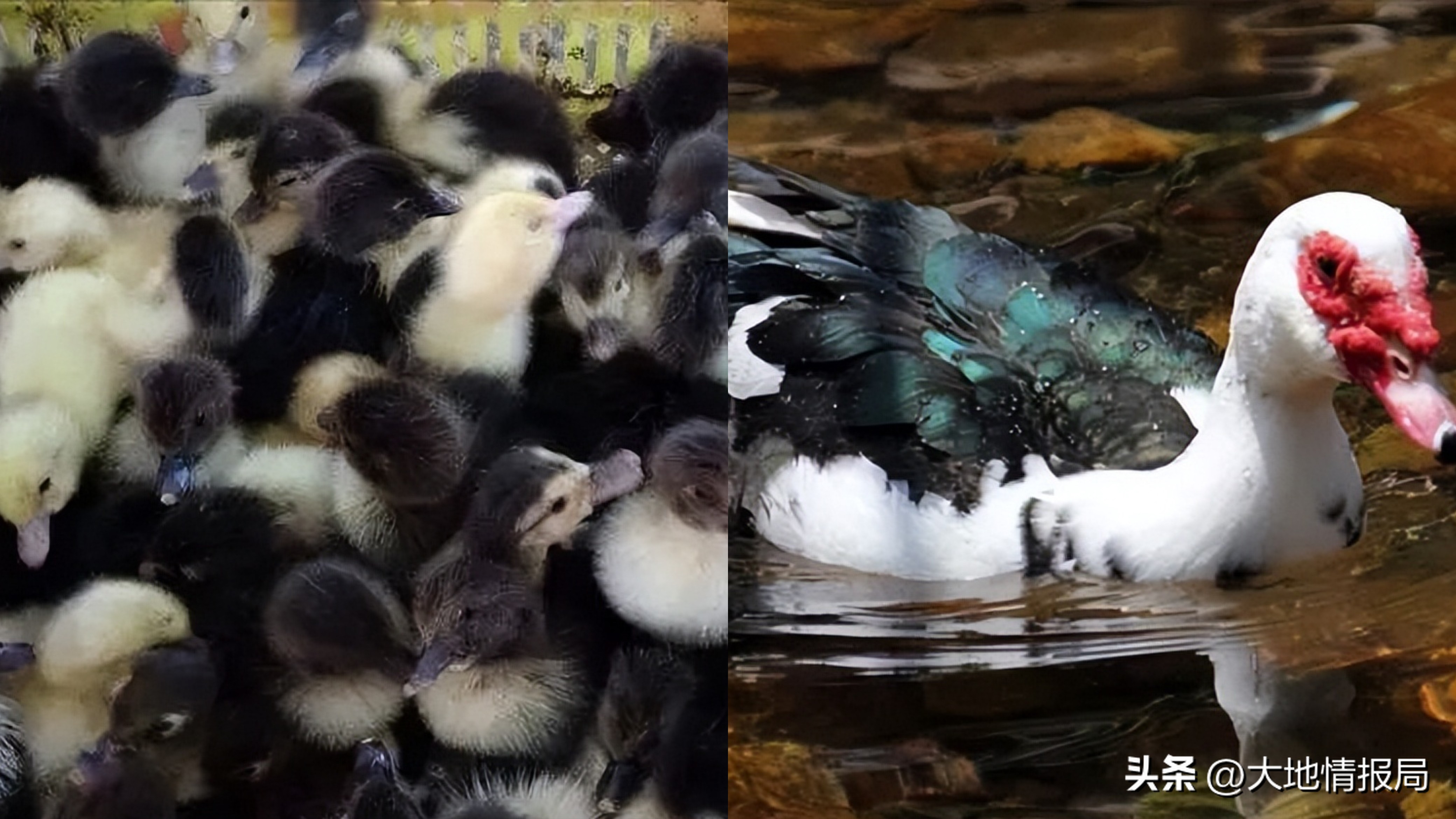 Why Jiaji Duck dares to be called the No. 1 duck in Hainan - iNEWS