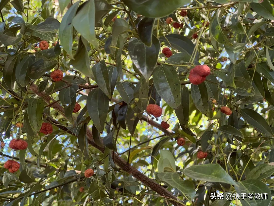 "Plant Column" Yinxiang - iNEWS