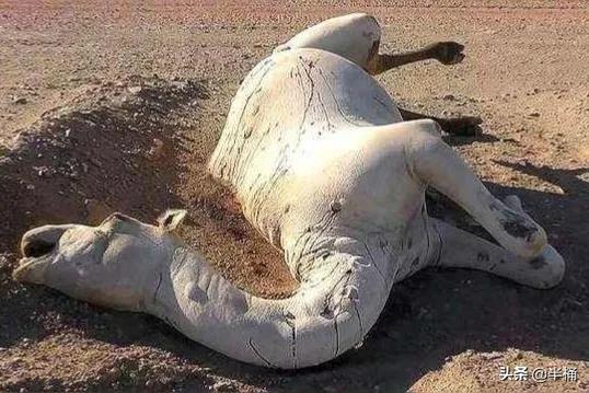 What are the natural enemies of camels?Why is it so rare to hear of ...