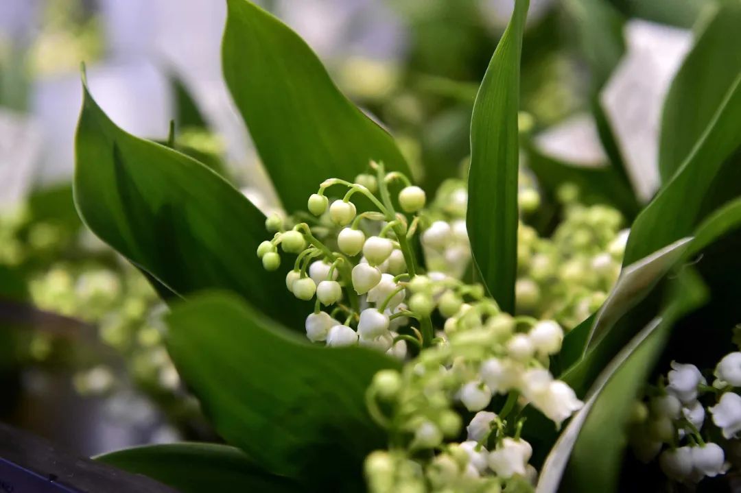 Bell orchid - iNEWS