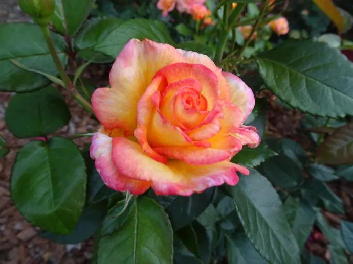 Share pictures, all kinds of colorful roses (one) - iNEWS