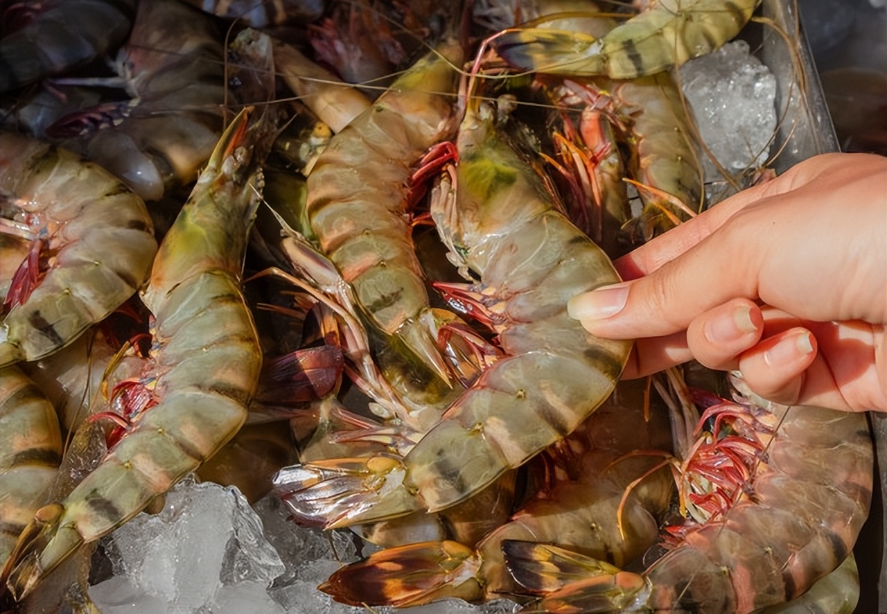 When buying prawns, choose straight or curved? An old fisherman reveals ...