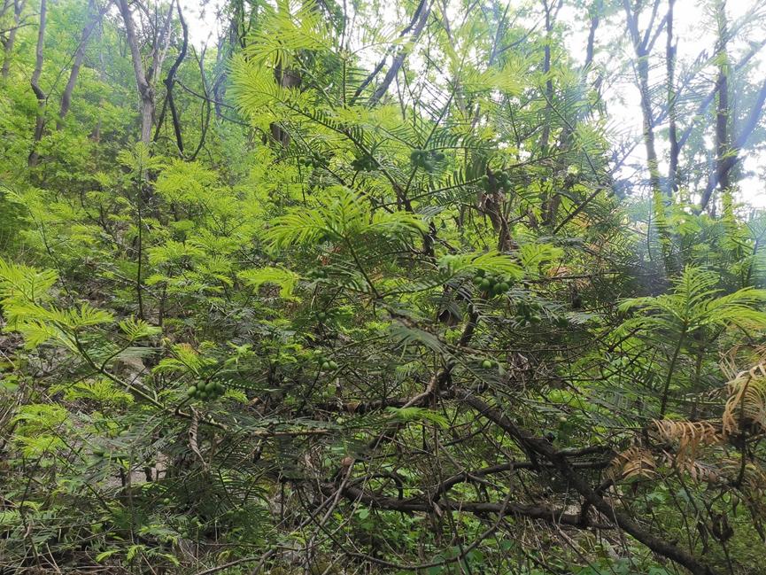 Kuyu Taixing Mountain Iron Temple - iNEWS