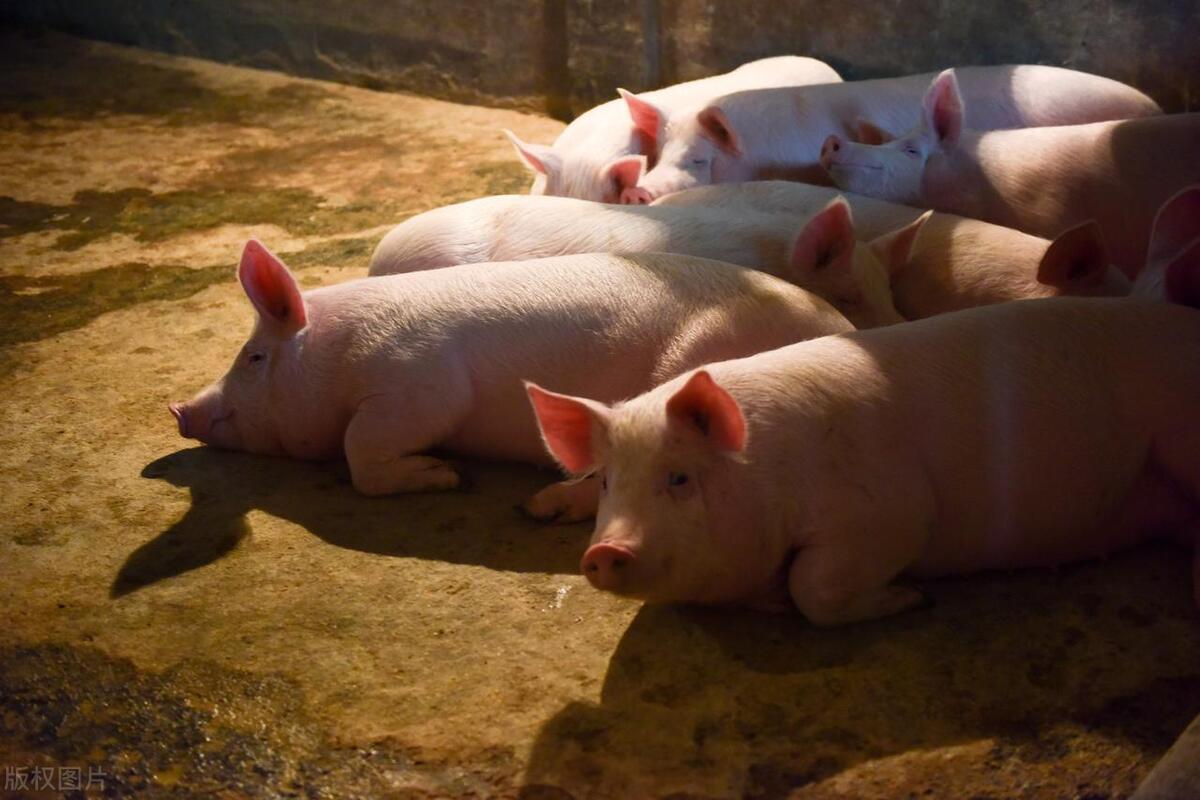 Why did pork taste so delicious in the past, but now pork always tastes ...